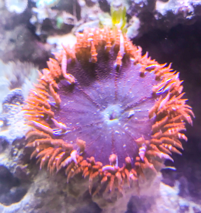 Rock Anemone for Sale. Reef Safe Anemone and won't bother fish.