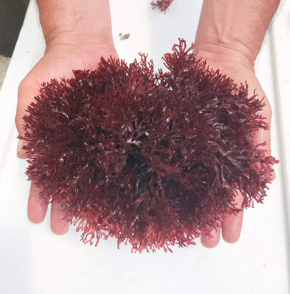 Dragon Tongue Algae
