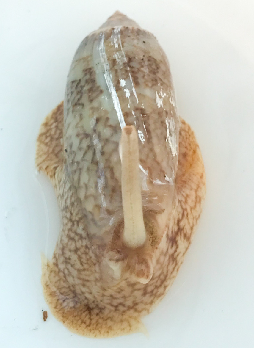 Olive Snails for Saltwater Aquariums. Live Olive Snails for Sale.