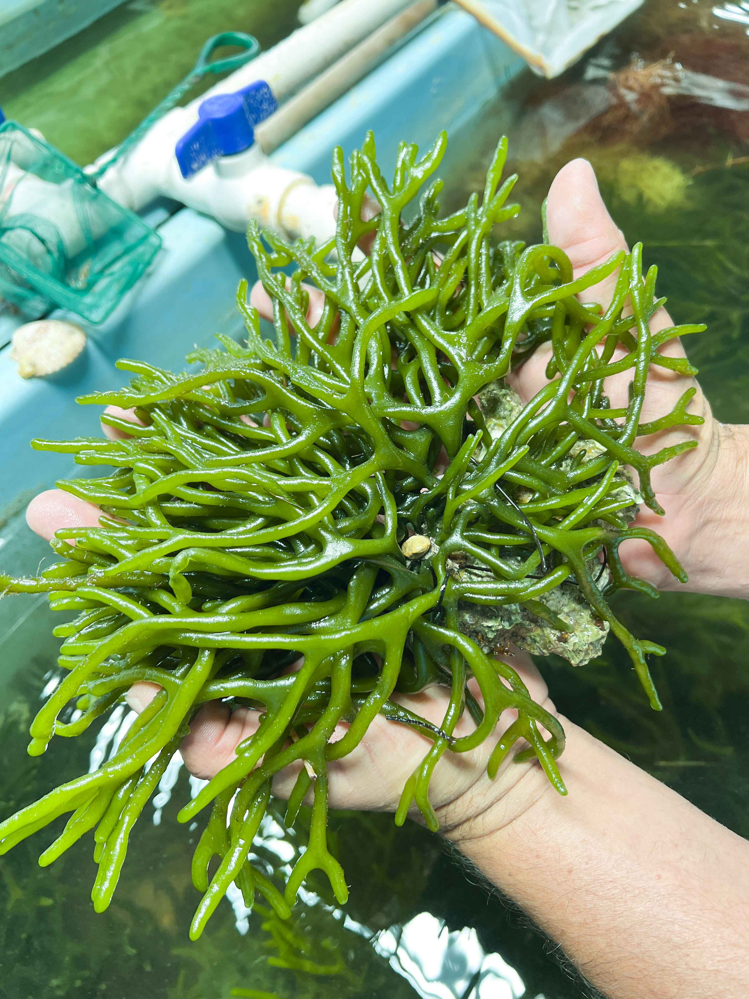 Codium Macro Algae Naturally Rooted on Rock