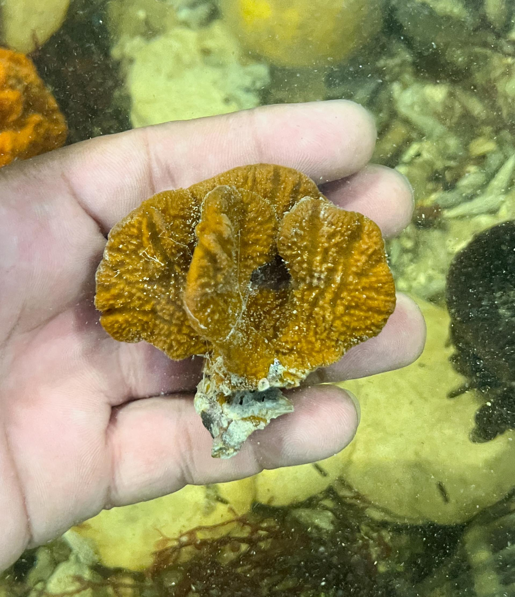 Golden Velvet Ridge Sponge