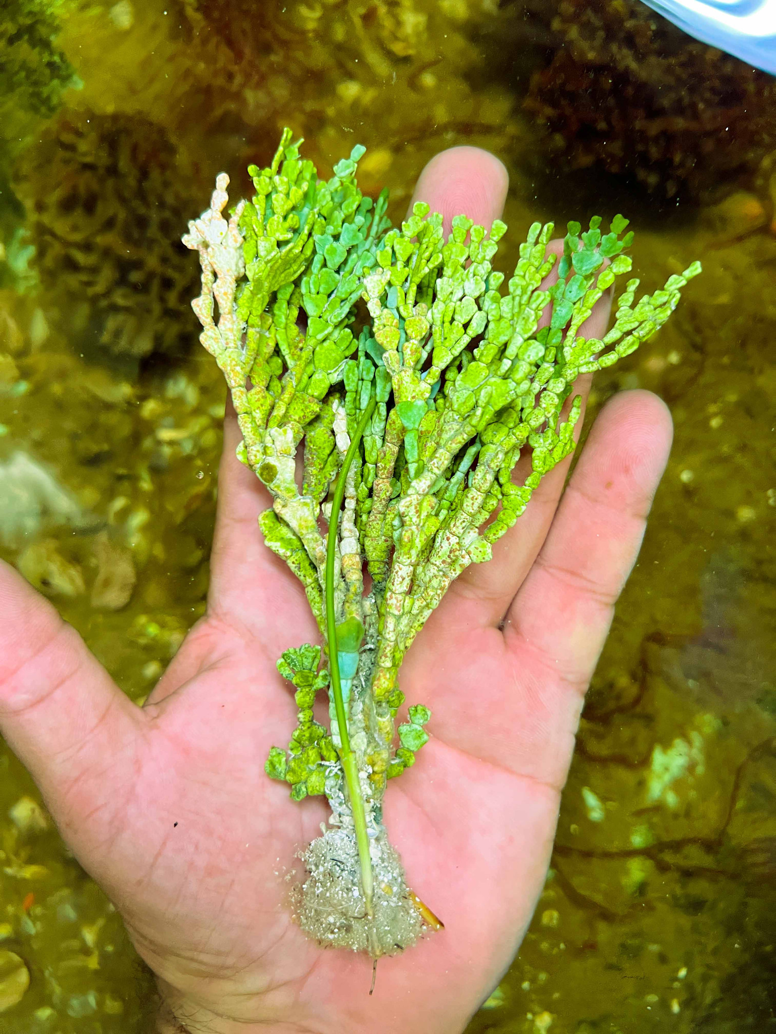 Halimeda Rooted Macro Algae for Sale.