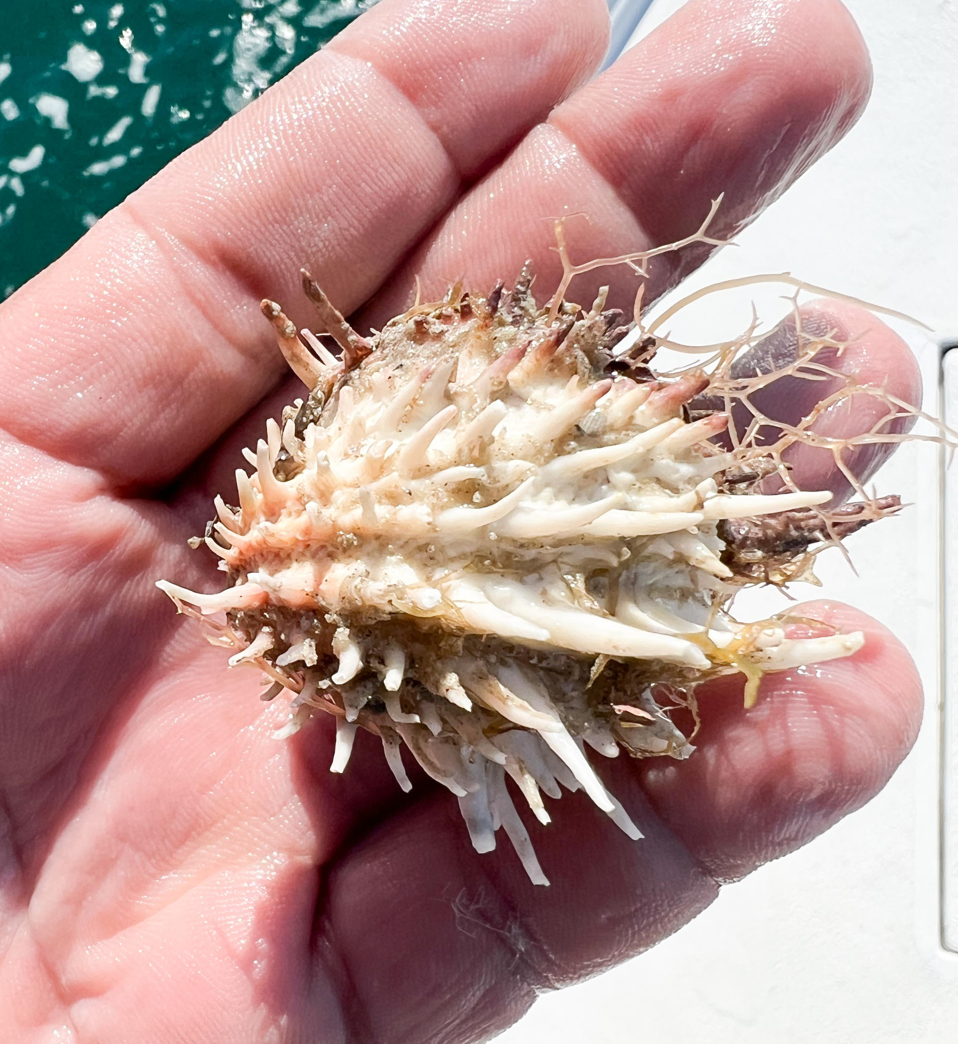 Spiny Jewel Box Clam