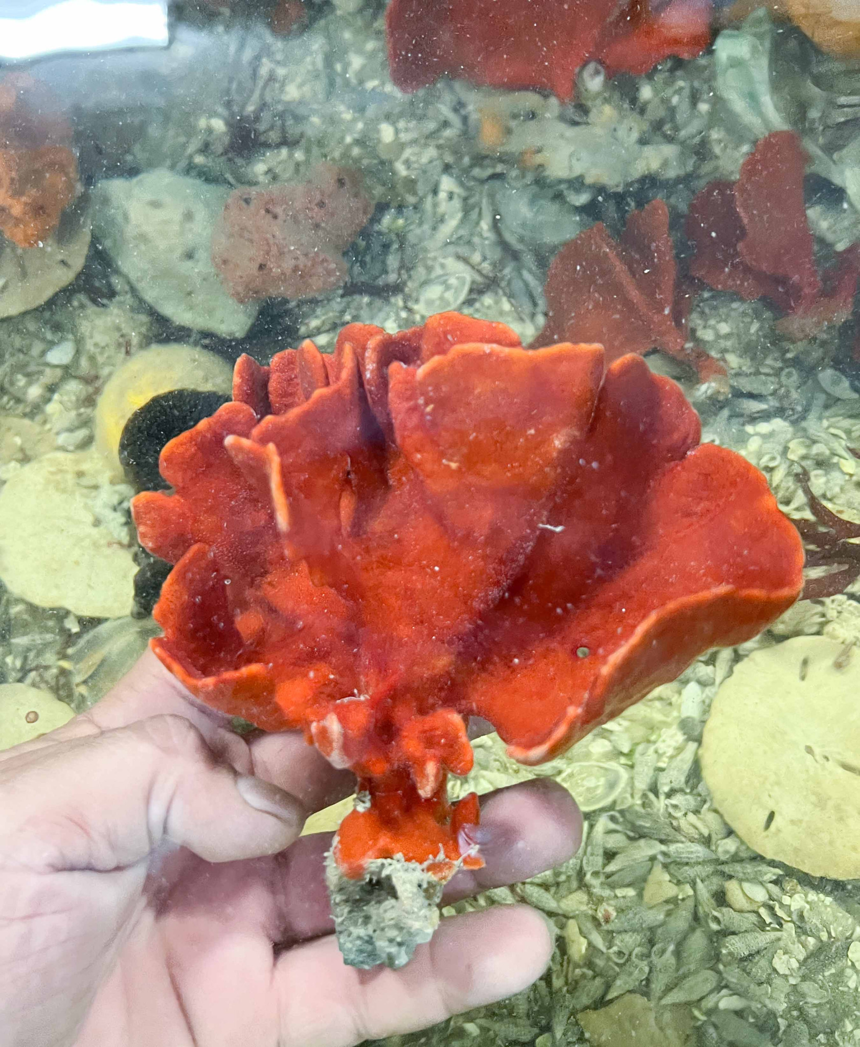 Sea Rose Red Sponge.