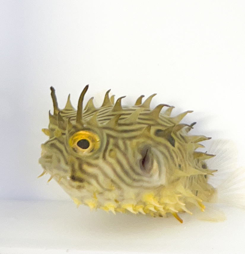 Spiny Puffer