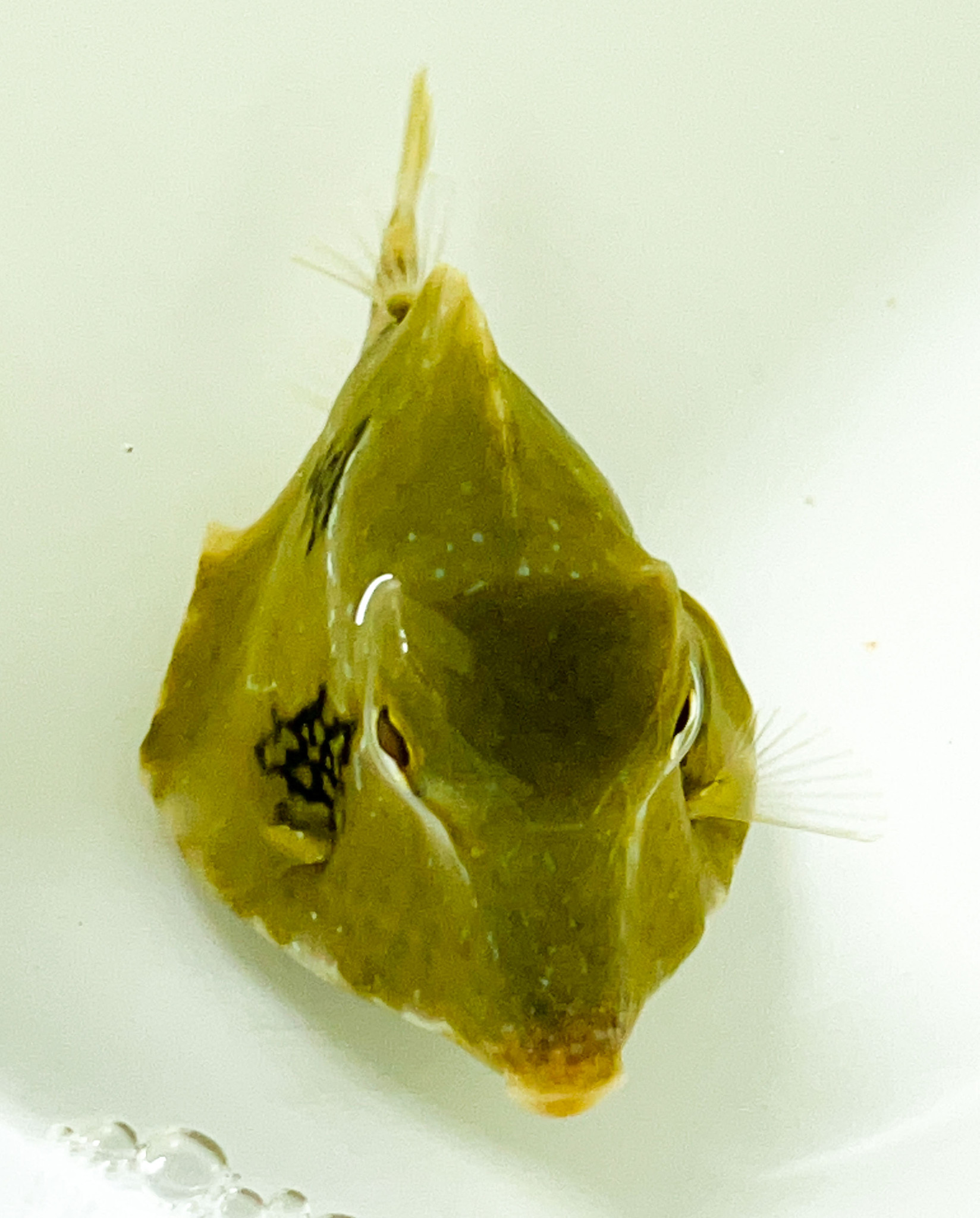 Florida Keys Box Fish