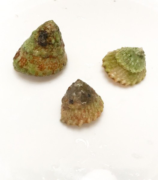 Astrea Snails | Clean Up Crew | Astrea Snails for sale | Saltwater snails