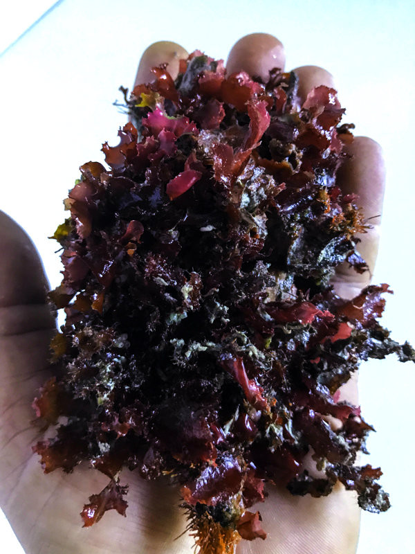 Macro Algae Red Dragons Tongue | Saltwater Plants | Copepods Habitat