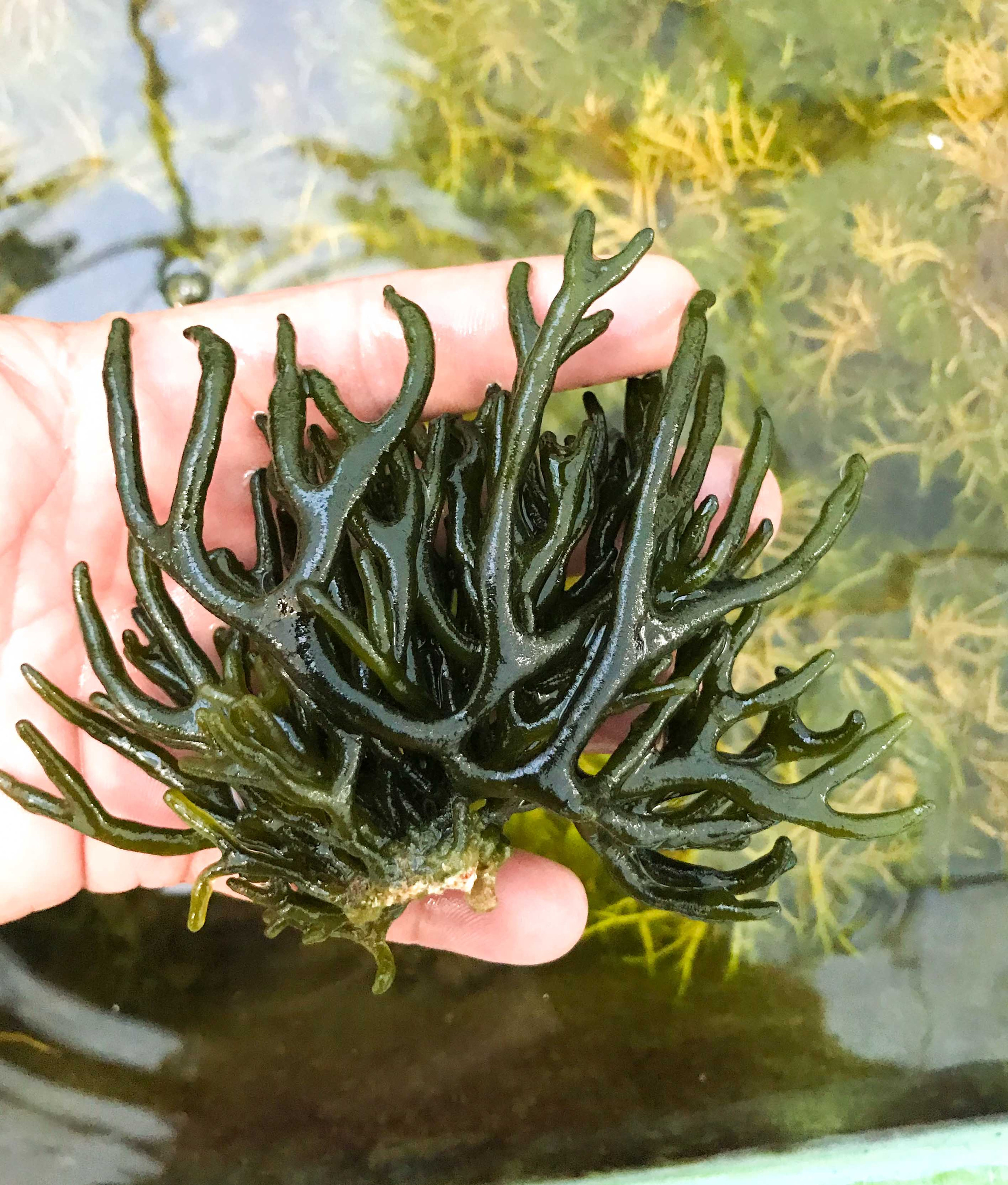 Codium | Dead Man's Fingers | Codium for Sale | Macro Algae