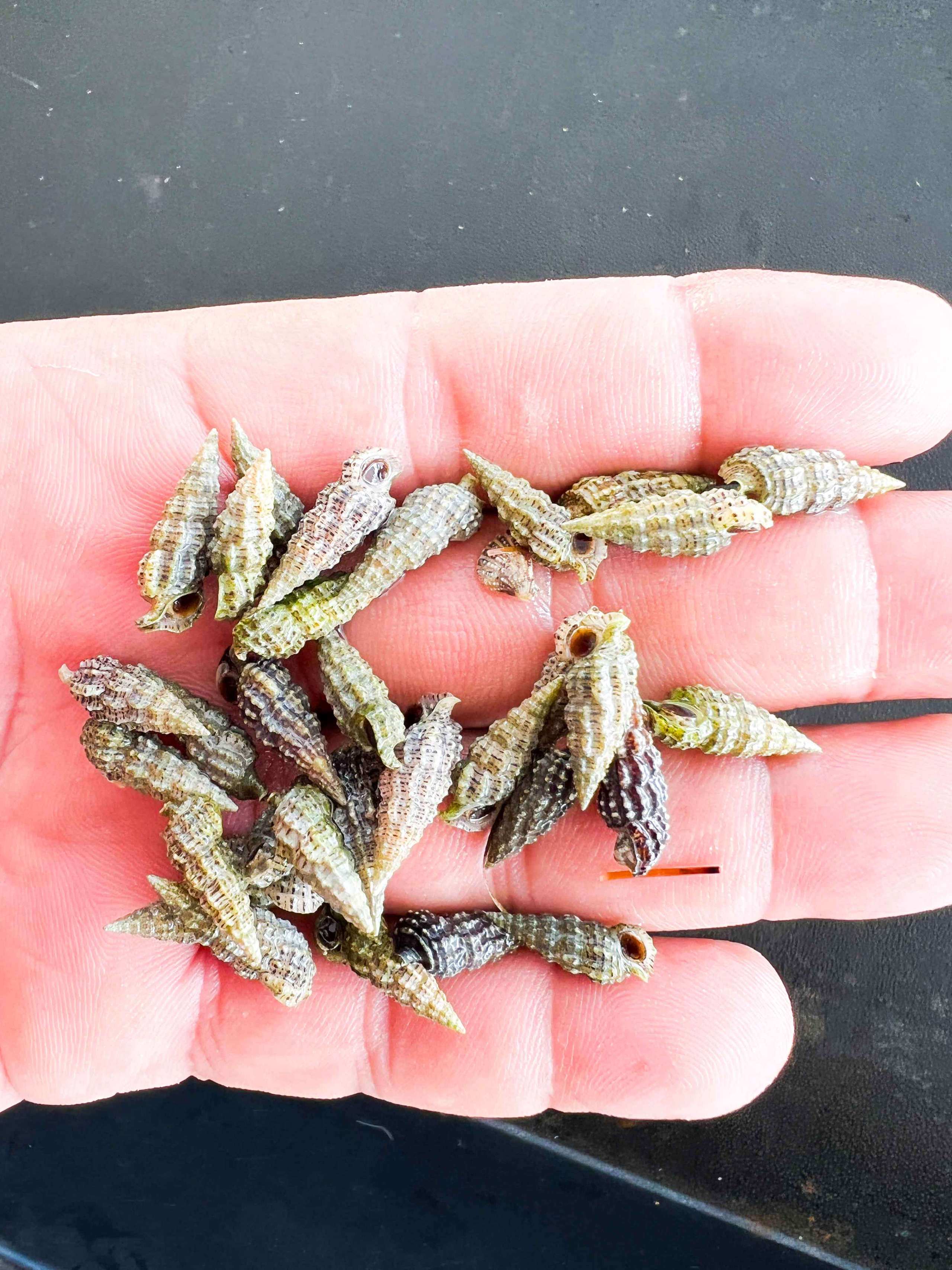 Cerith Snails. Live Saltwater Snails.