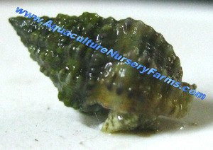 Snails for Sale | Rare Live Sea Snails