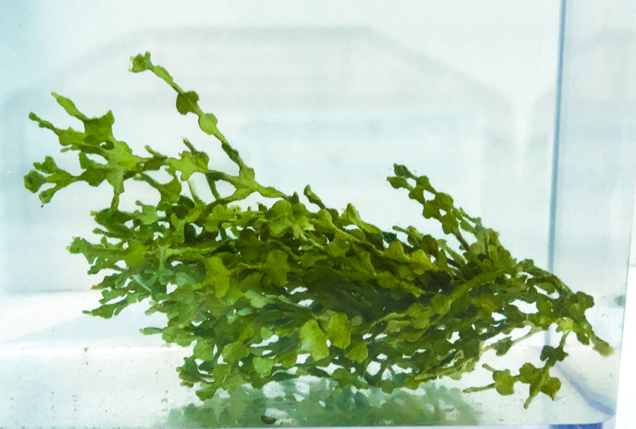 Halimeda | Macroalgae for sale | Saltwater Plants Macro Algae