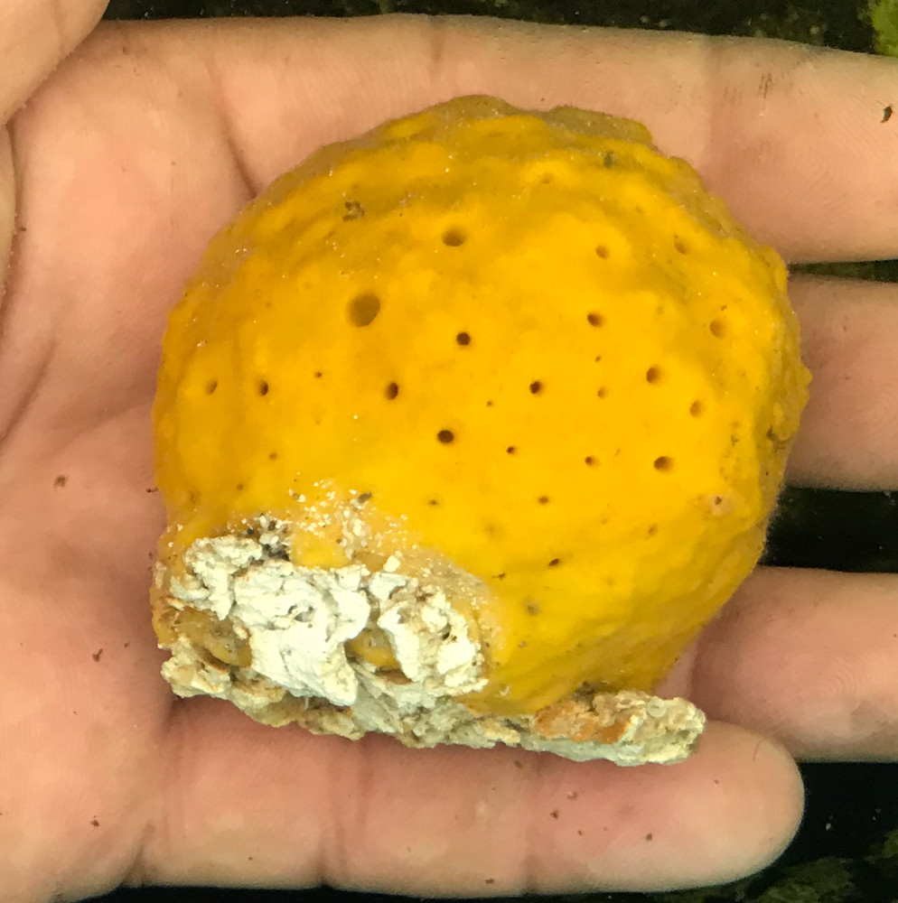 Yellow Sea Sponge for Sale | Get Live Sponges Rusalty.