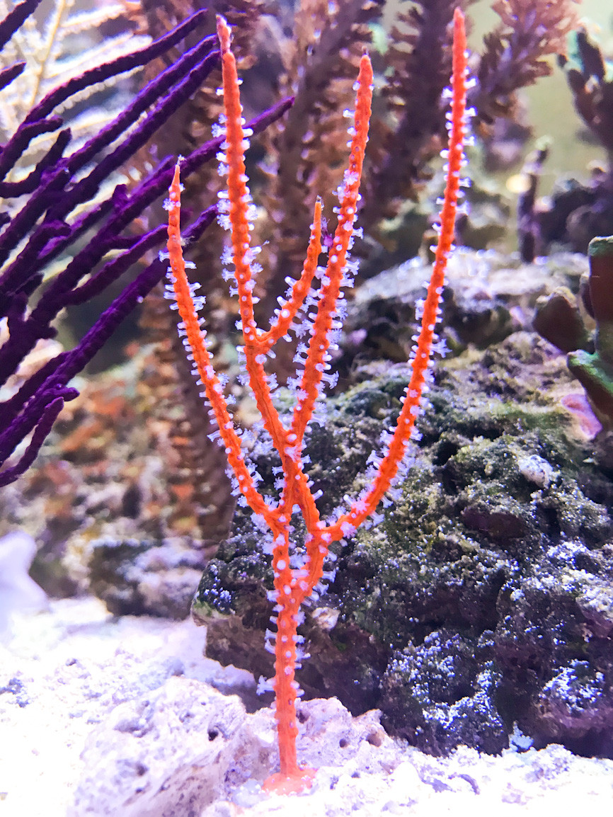 Live Sea Whips or Gargonians for Sale. Find rare colors of Sea Whips