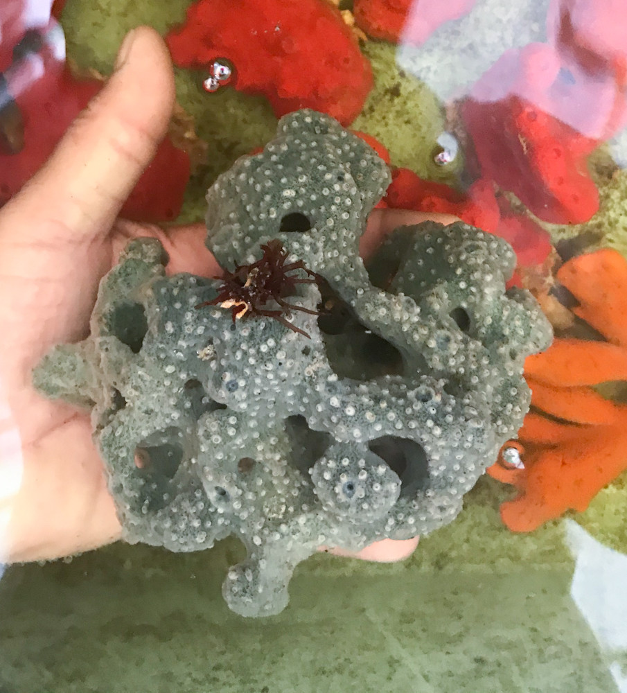 Spotted Encrusting Sea Sponge.