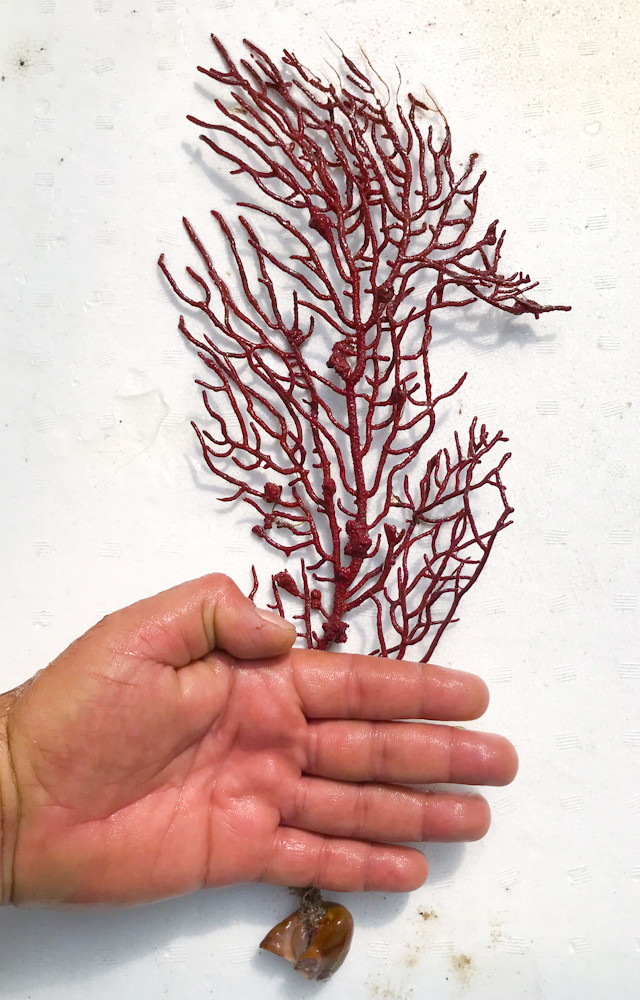Red Sea Fan Red Gorgonian Corals for Sale. Get Florida Sea Fans