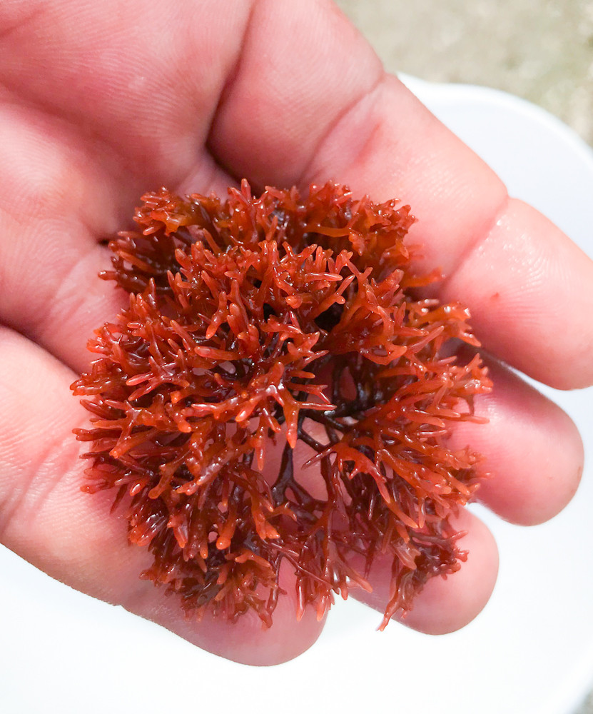 Dragon Fire Macro Algae for Sale | Buy unique strains of Macroalgae