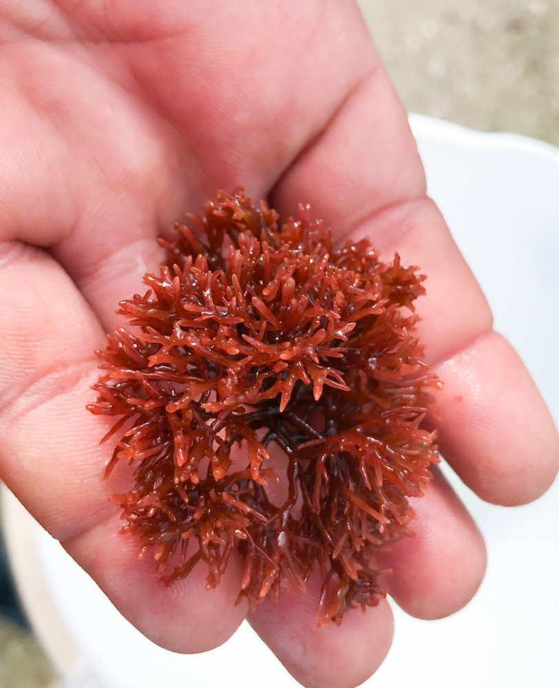 Dragon Fire Macro Algae for Sale | Buy unique strains of Macroalgae