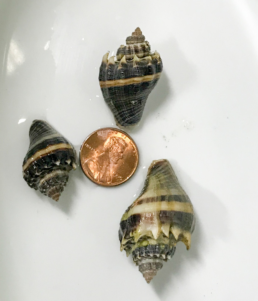 Crown Conch Best snail for FWLR Tanks.