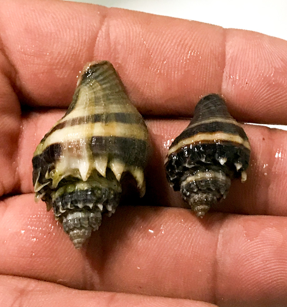 Crown Conch Best snail for FWLR Tanks.