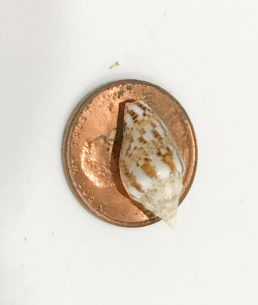 Dove Snails for Sale. Buy Sea Snails with Free Shipping.