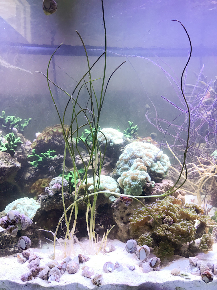 Sea Grass for Sale | Saltwater Aquarium Grass | Sea Grass