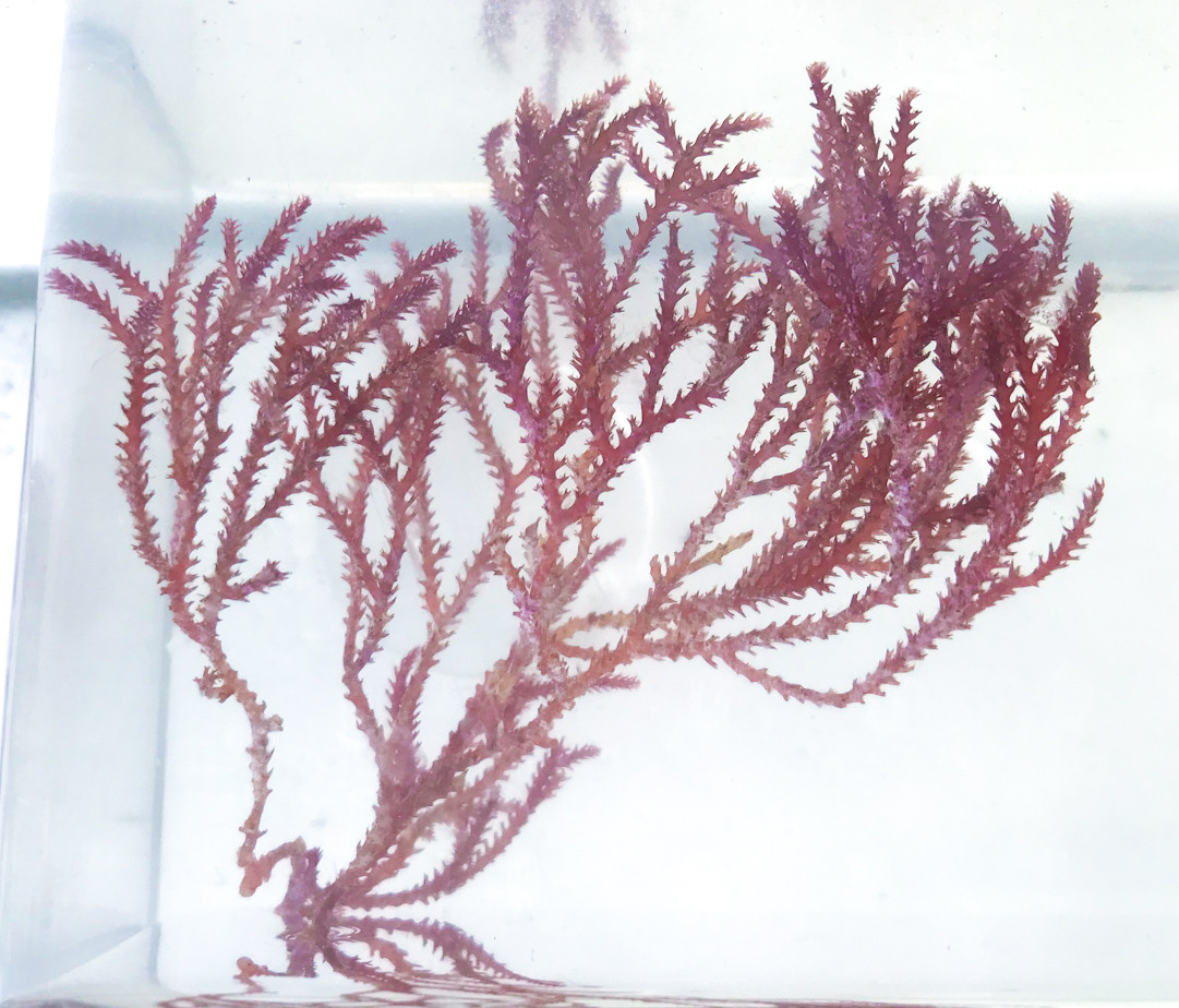 Macro Algae - Page 2