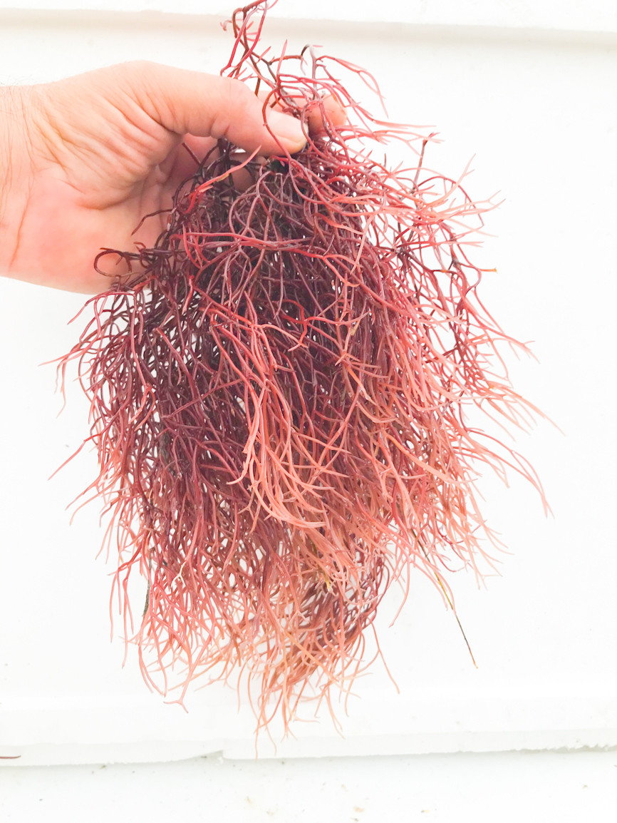 Burning Bush red gracilaria. Saltwater plants and macro algae.