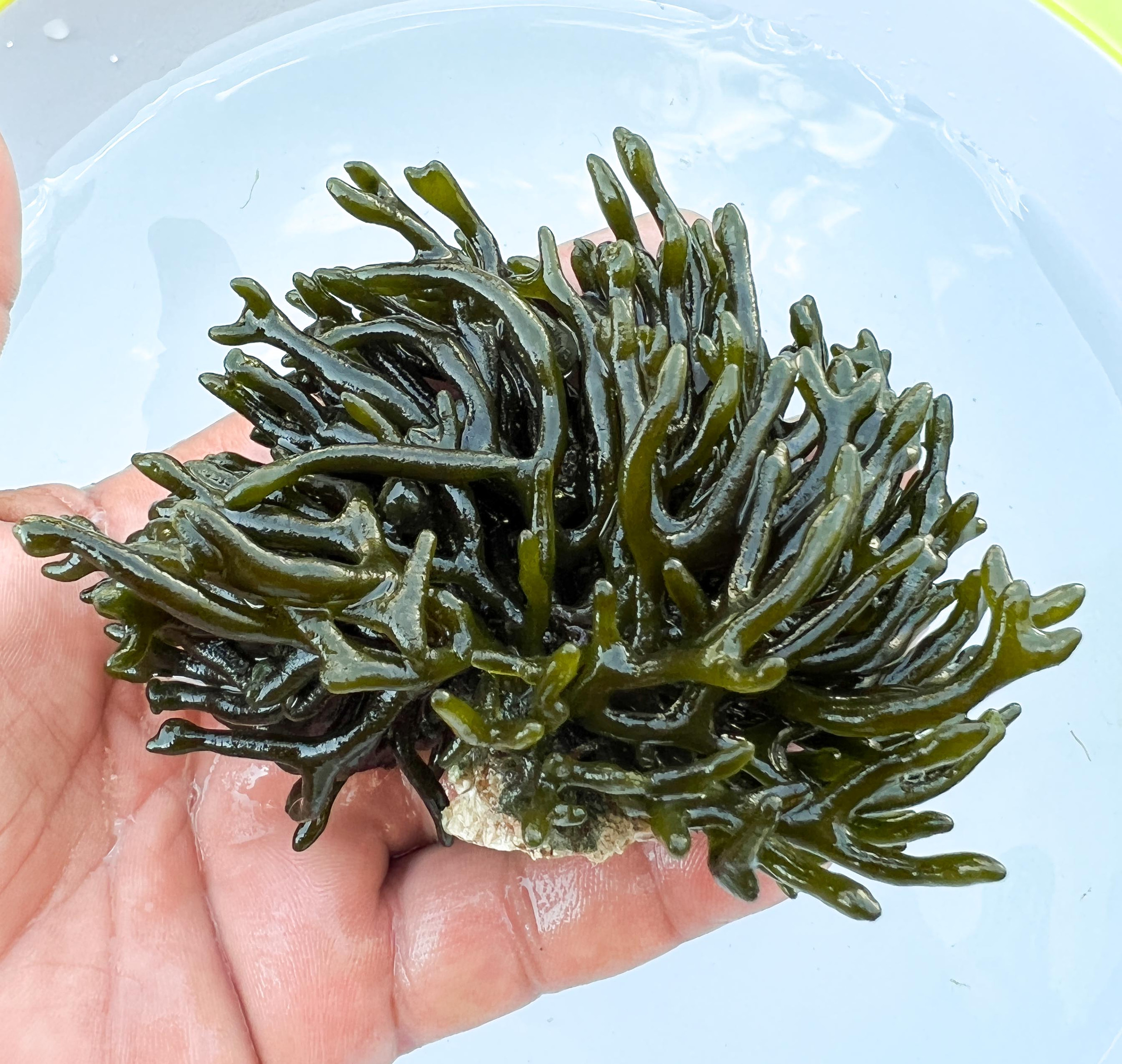 Codium Macro Algae Naturally Rooted on Rock