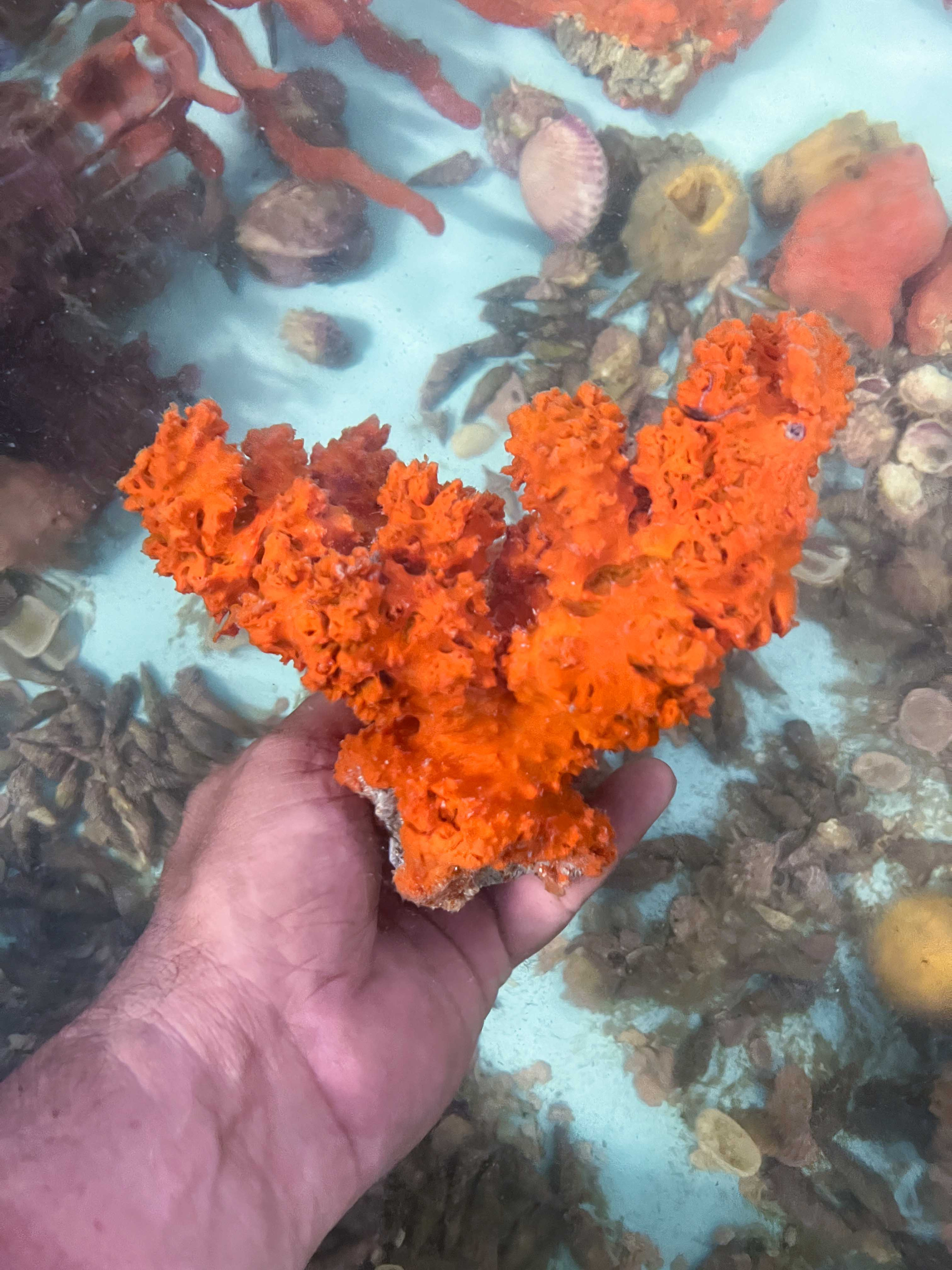 Orange Explosion Live Sponge