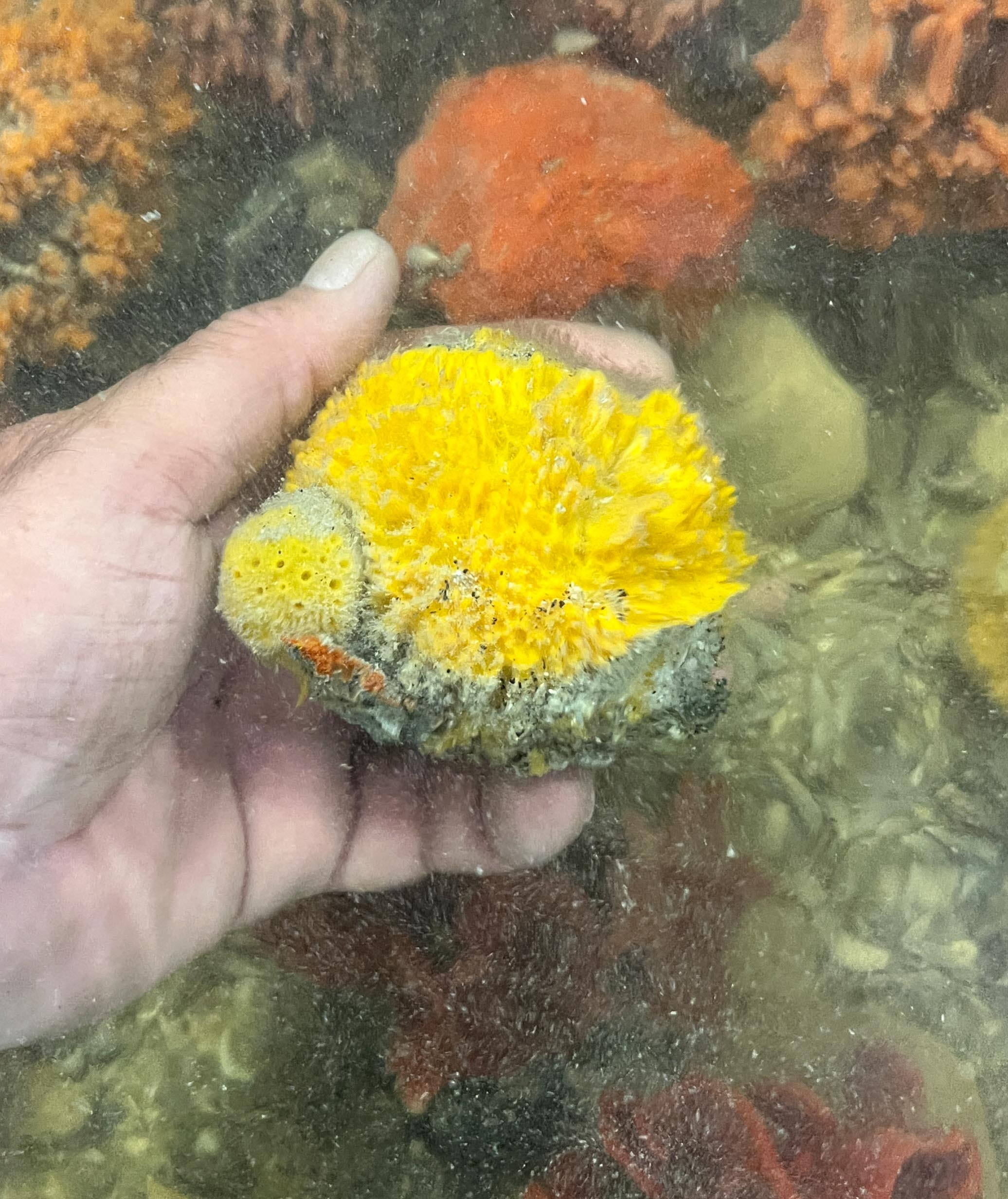 Yellow Crown Sponge Live saltwater Sponges for sale.