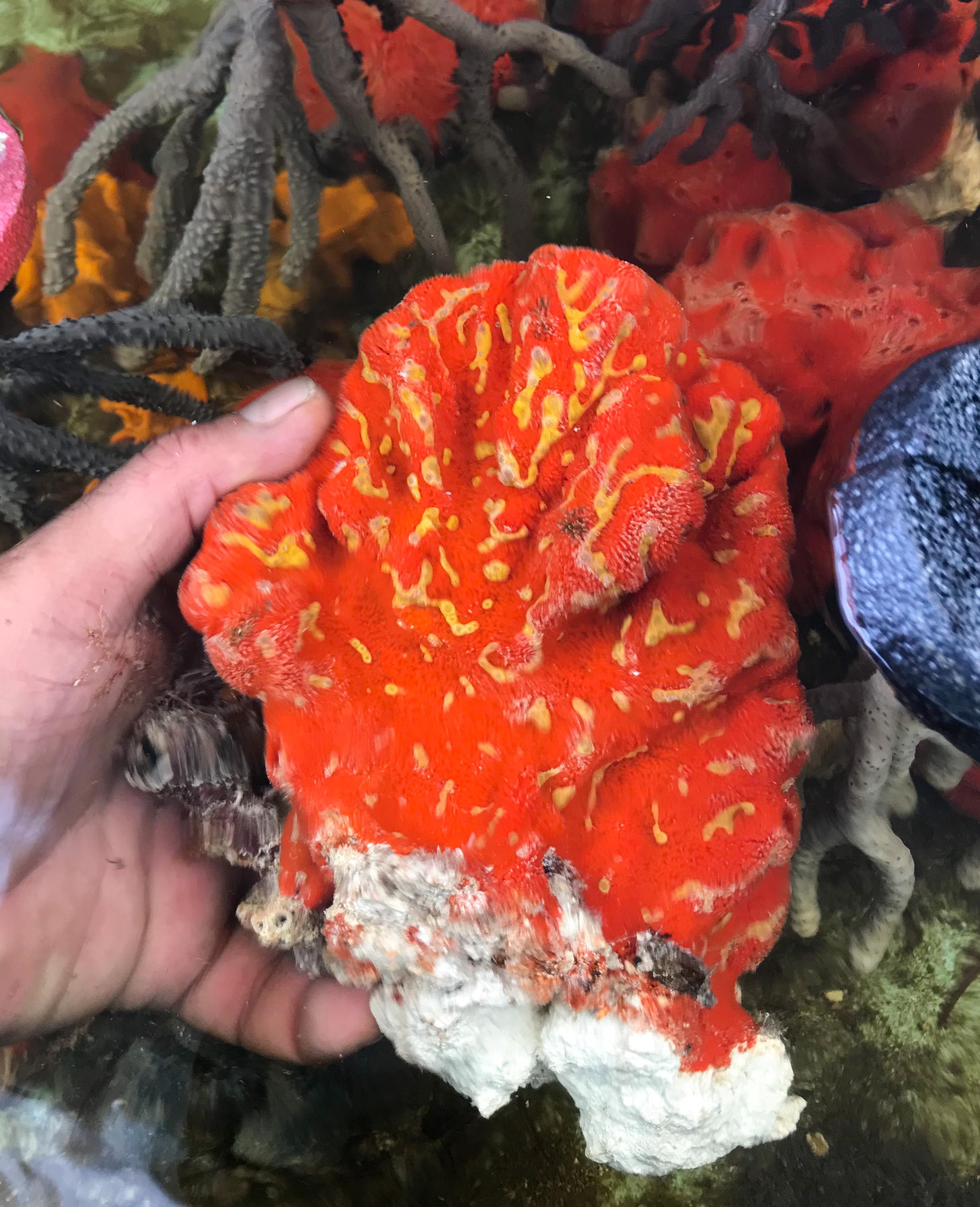 Lava Fire Jumbo Sized Live Sea Sponge for Aquarium.