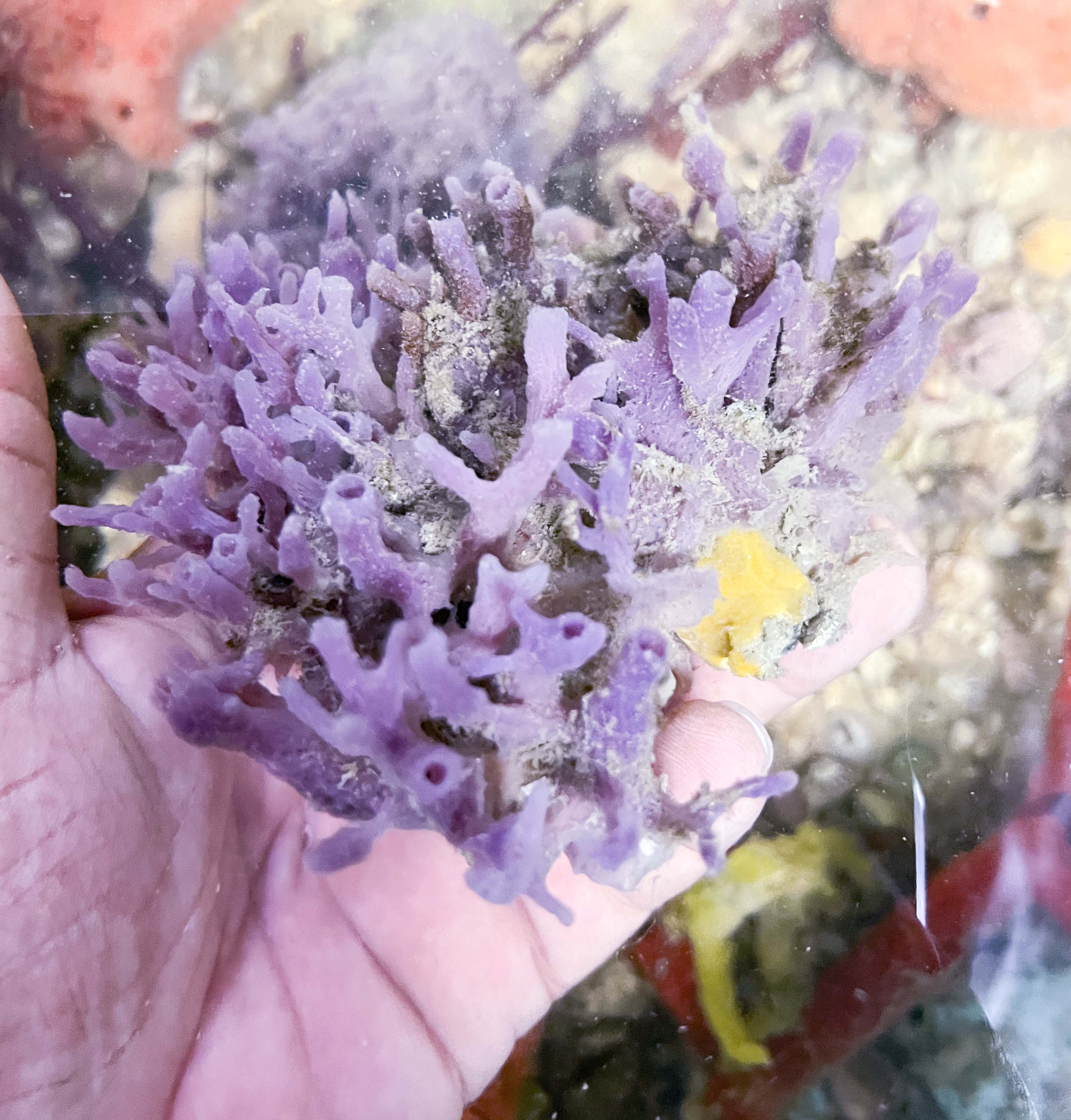 Live Sponge for Sale. Buy Sea Sponge