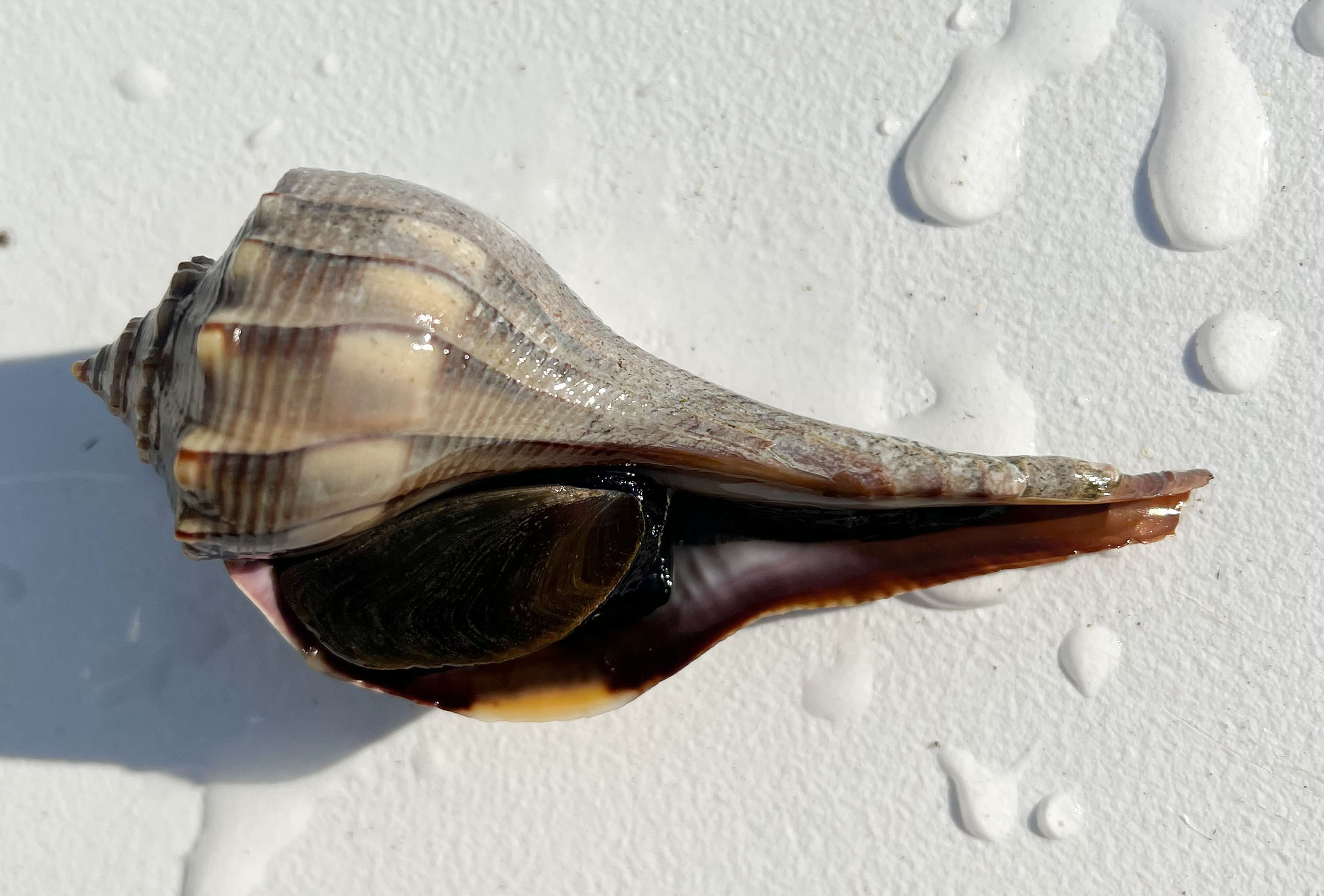 Live Lightning whelk snails for sale.