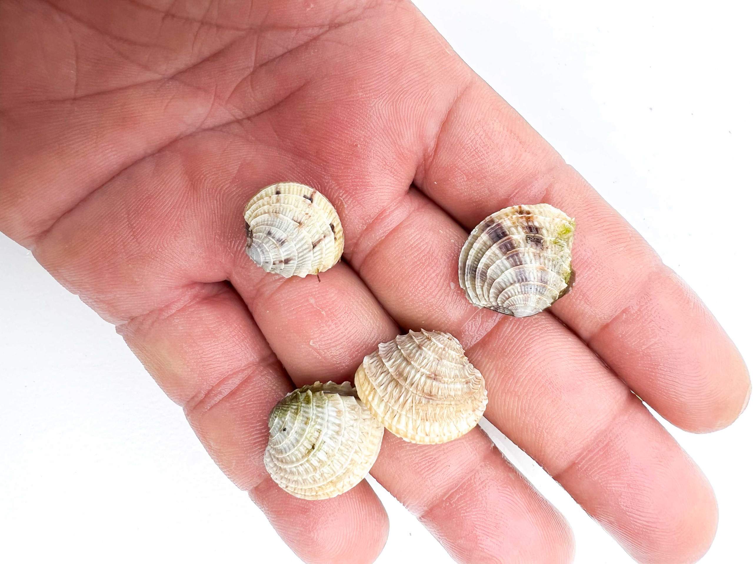 Live Cross Barred Venus Clam