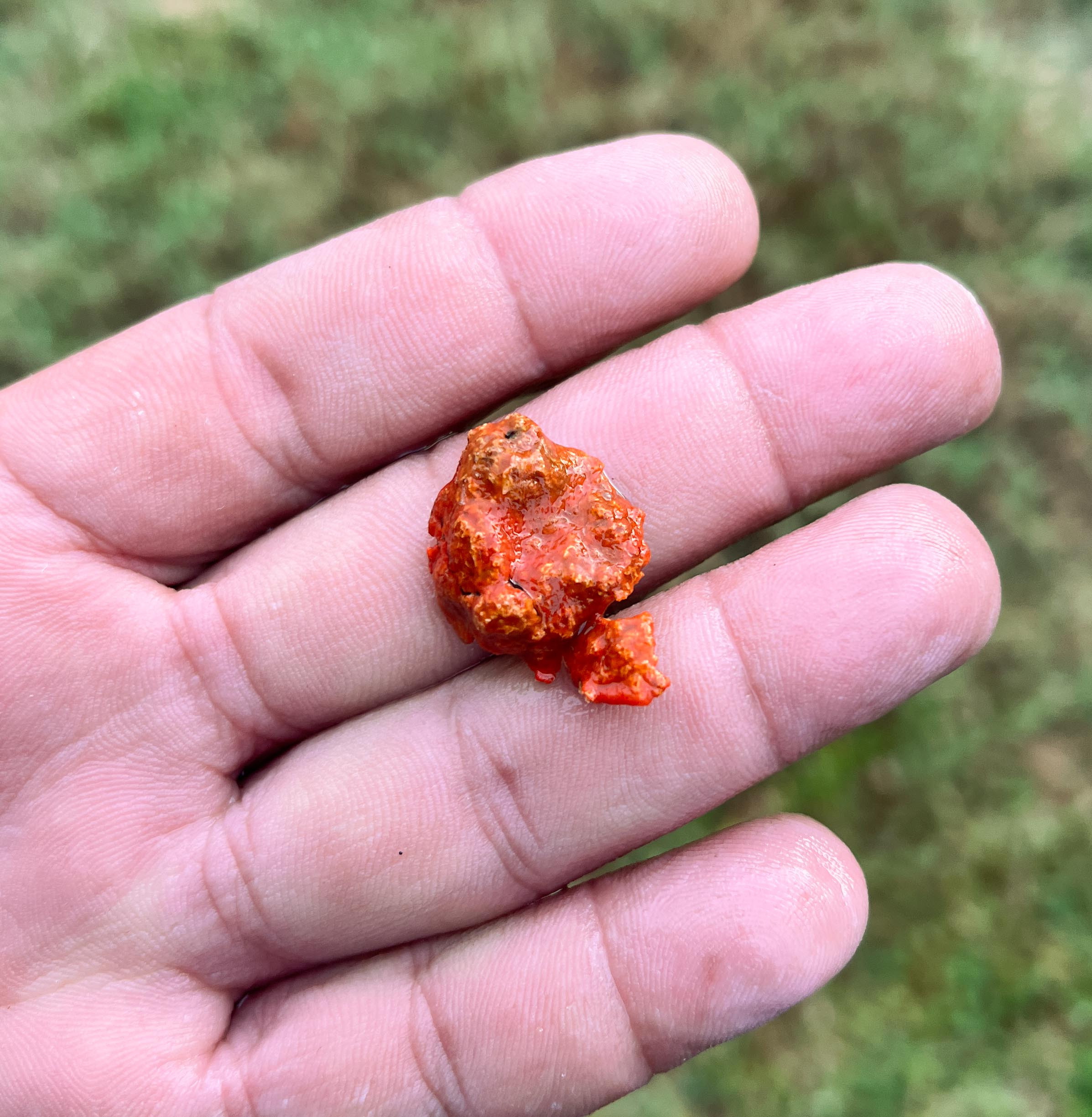 Fluorescent Orange Coralline algae for sale.