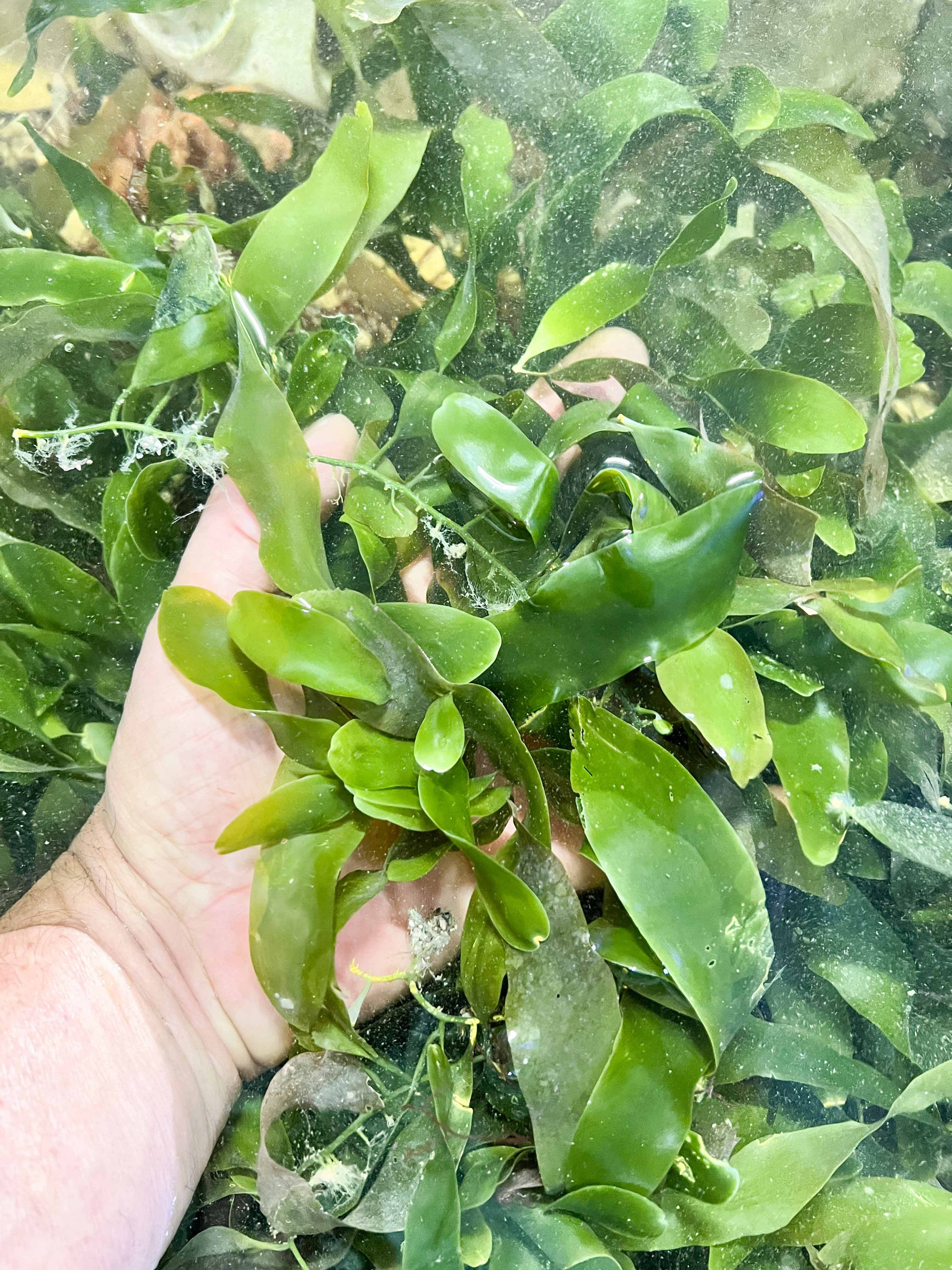 Large Blade Prolifera saltwater Macro Algae.