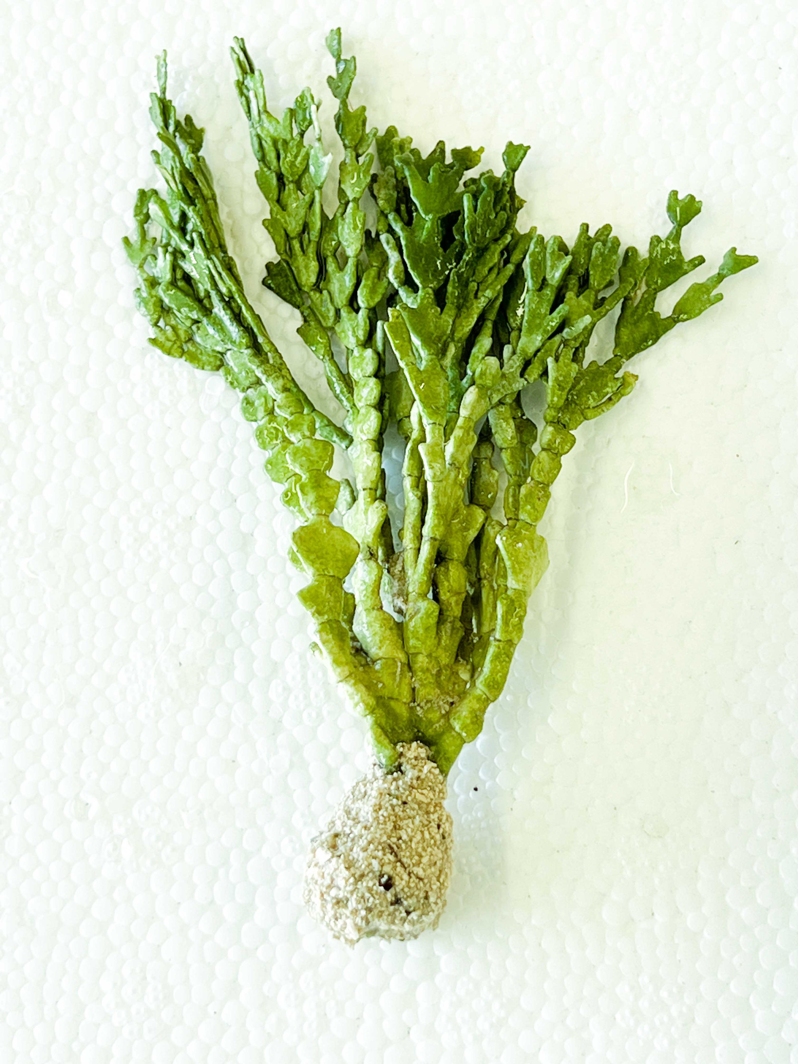 Halimeda Rooted Macro Algae for Sale.