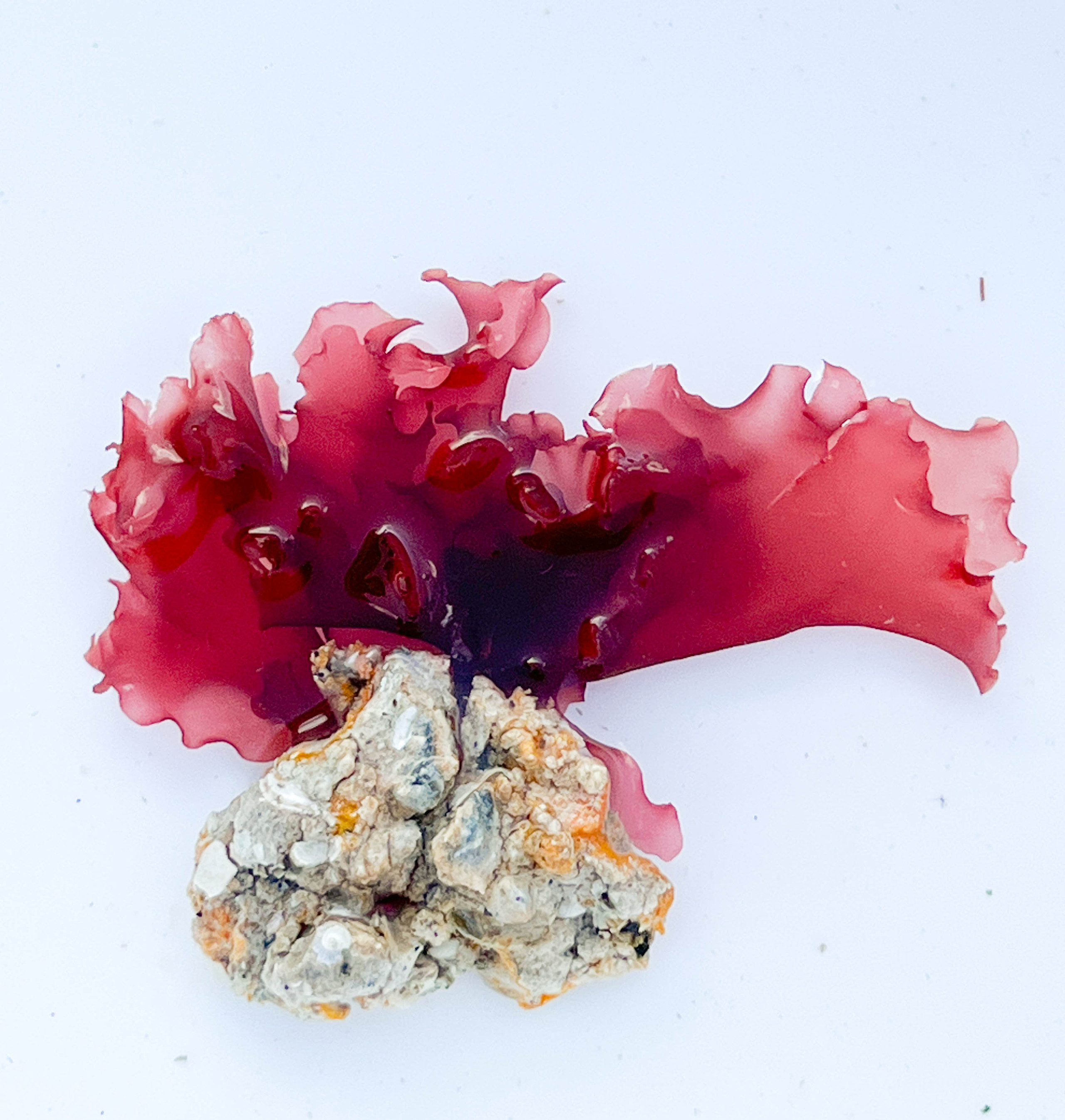 Dragon Flame Macro Algae