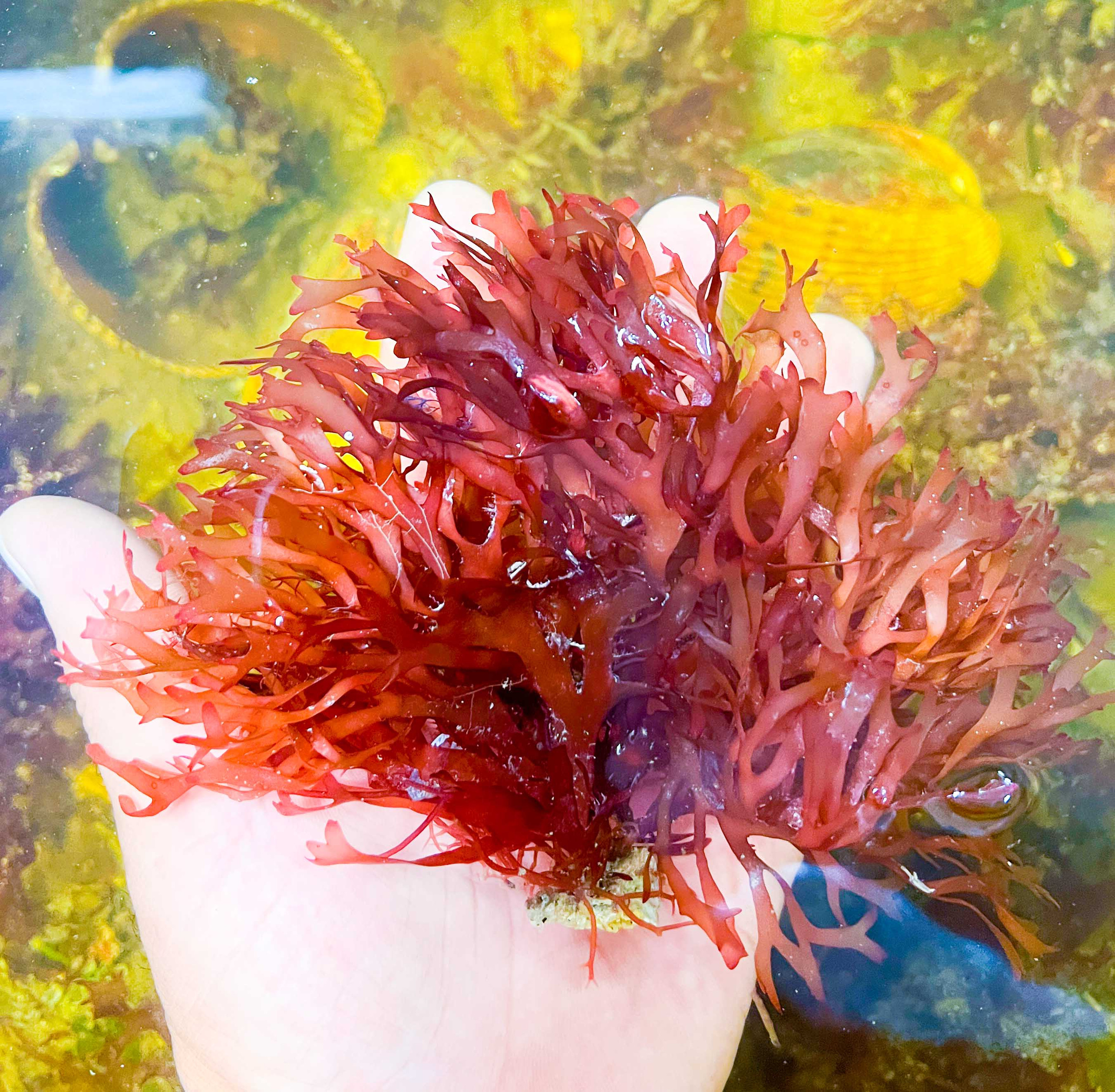 Large Red Flame Macro Algae