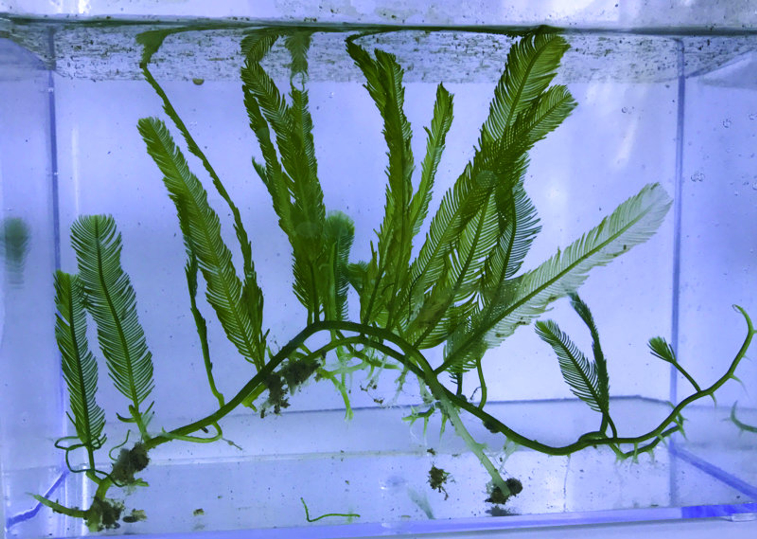 Macro Algae For Sale Saltwater Plants Best Macro Algae For Refugium