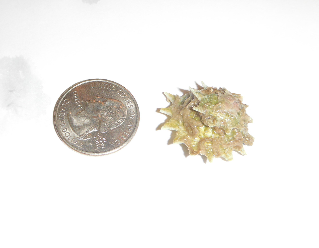 Star Snail for Sale. Ninja Star Turbo Snails. Spiny Turbo Snails