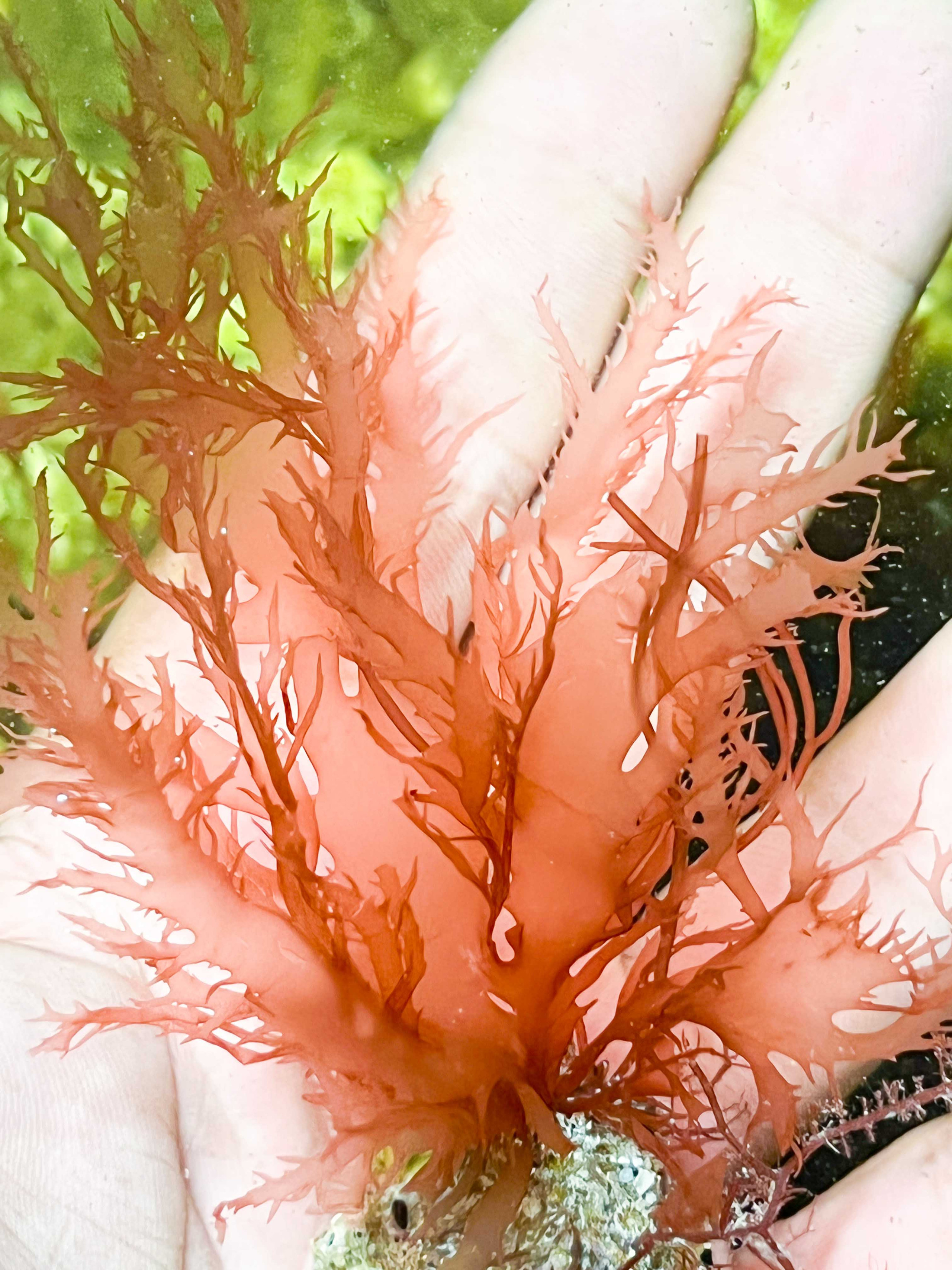 Dragon's Breath Macro Algae.