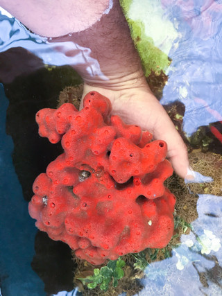 Volcano Heart Red Sponge | Live Rare Sponge for Sale