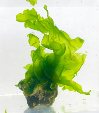 Lettuce Macro Algae for Sale | Lettuce Macro Rooted on Live Rock