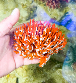 Live Sponge for Sale. Buy Sea Sponge