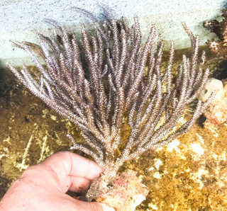 Spiny Gorgonian for Sale . Live Corals at the best prices. Free Shipping.