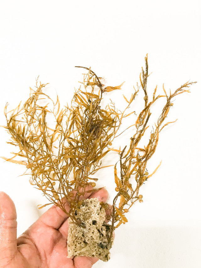 Buy Sargasso Macro Algae for Sale. Golden Sargassum Live Macro