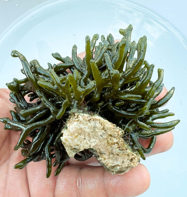 Codium | Dead Man's Fingers | Codium for Sale | Macro Algae