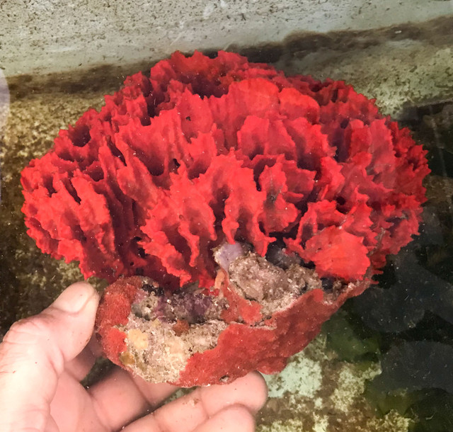 Dragon Fire Red Sea Sponge for Sale.